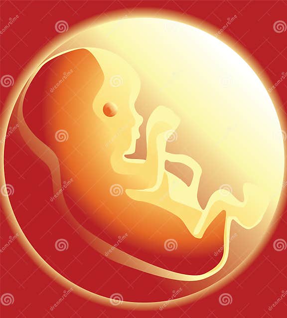 Embryo vector stock vector. Illustration of baby, anatomy - 11803699