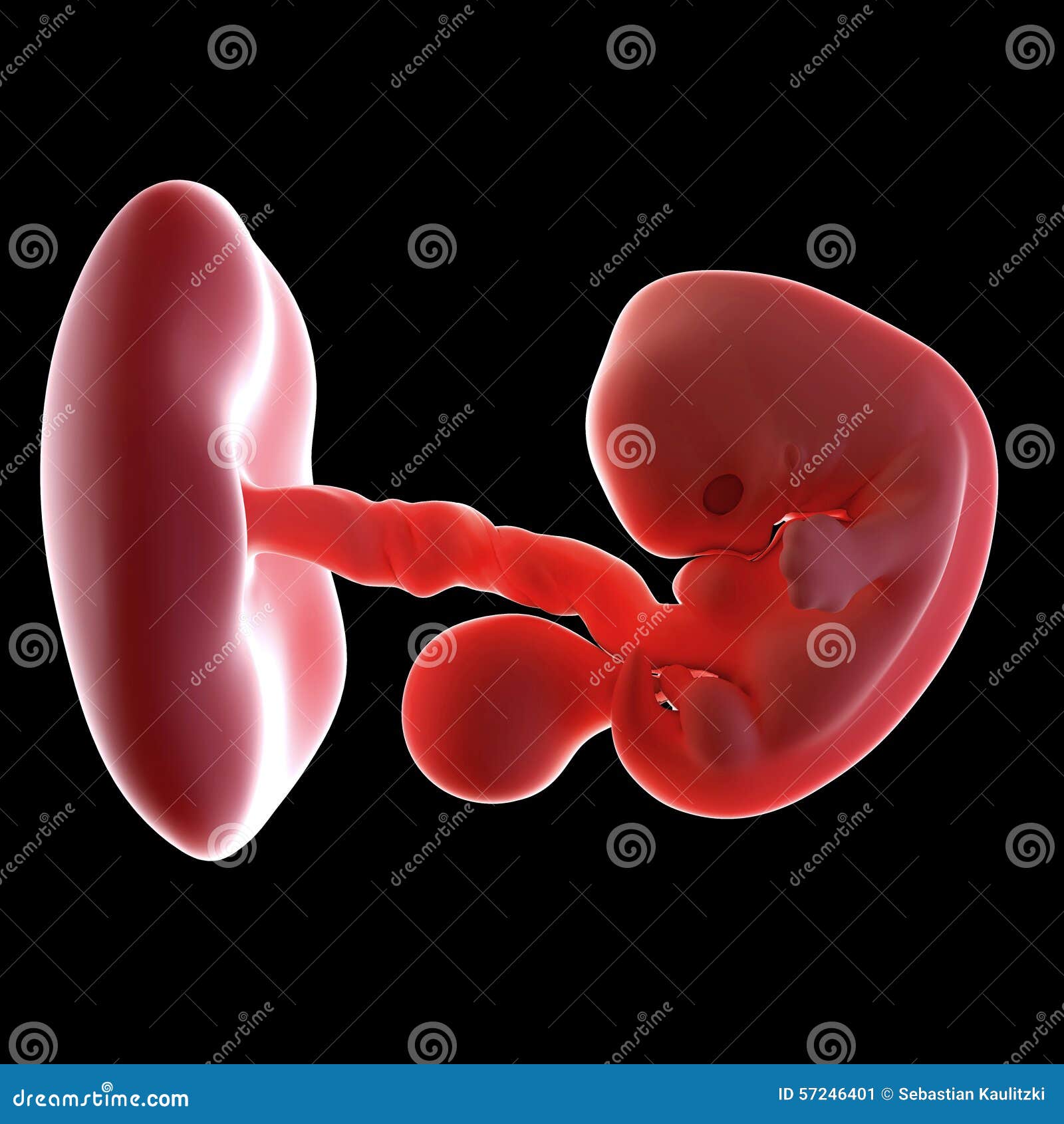 Embryo week 7 stock illustration. Illustration of anatomy - 57246401