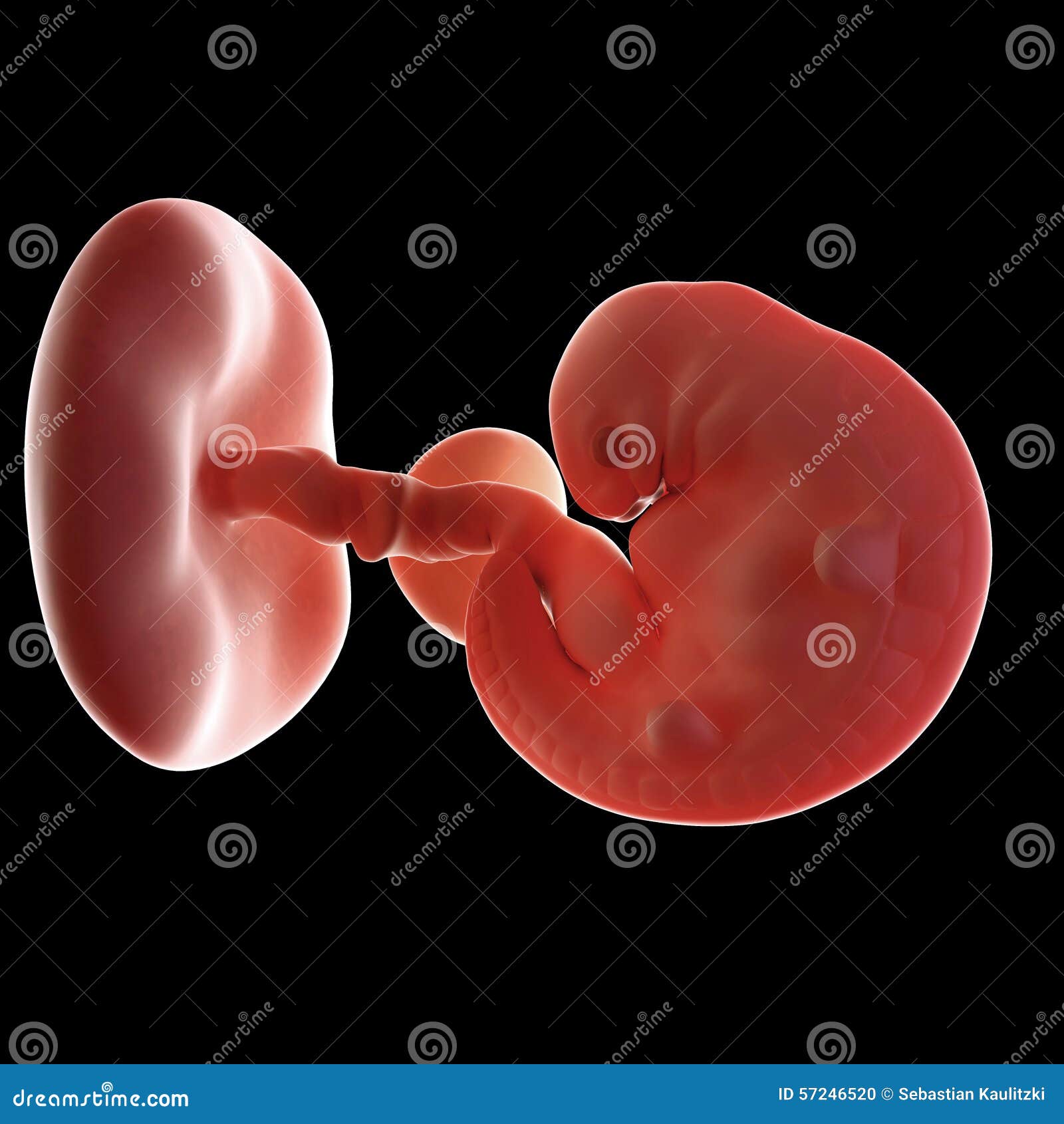 Embryo week 6 stock illustration. Illustration of science - 57246520