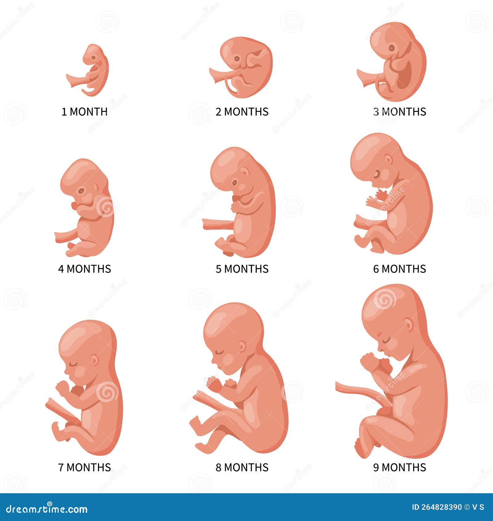 Embryo in the Womb, Set. Development and Growth of the Fetus at ... Embryo in the Womb, Set. Development and Growth of the Fetus at ...