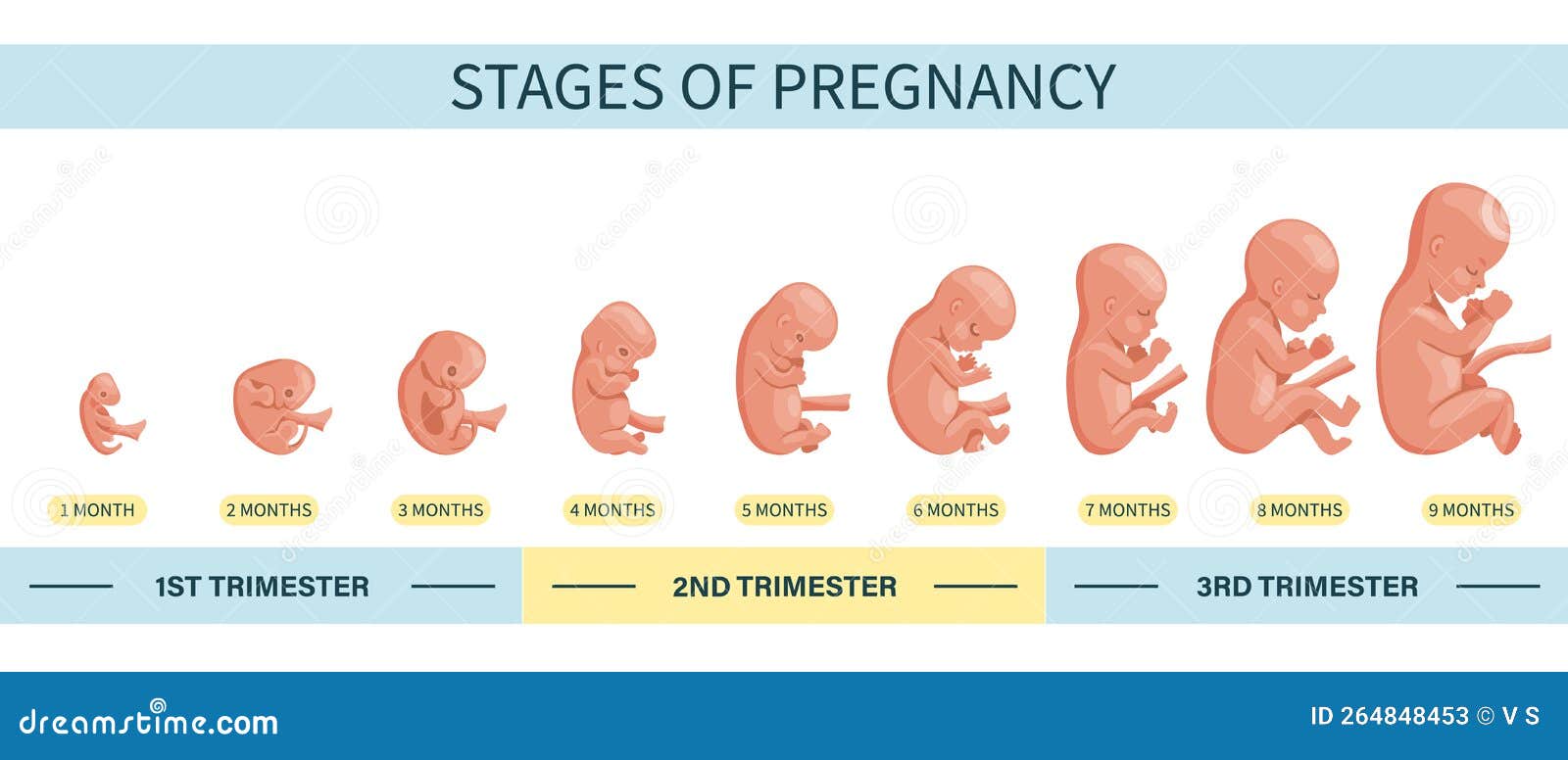 Embryo in the Womb, Set. Development and Growth of the Fetus at ... Embryo in the Womb, Set. Development and Growth of the Fetus at ...