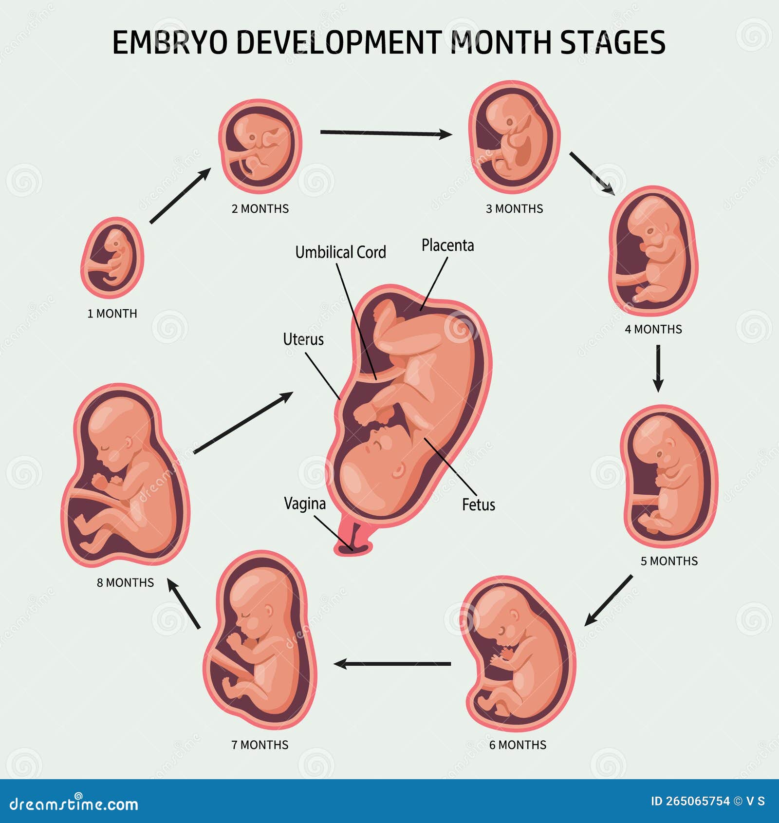 Embryo in the Womb, Set. Development and Growth of the Fetus at ... Embryo in the Womb, Set. Development and Growth of the Fetus at ...