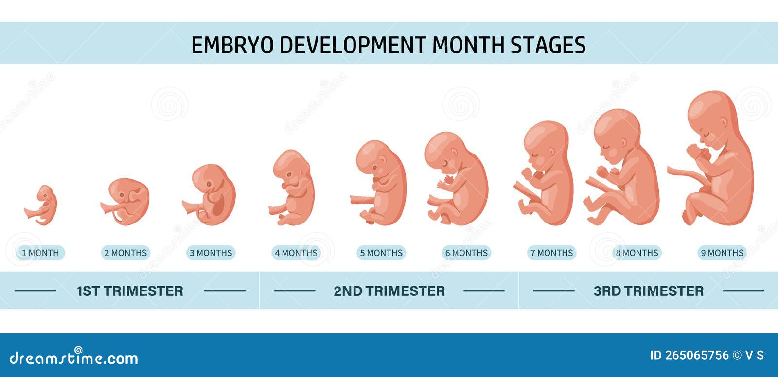 Embryo in the Womb, Set. Development and Growth of the Fetus at ... Embryo in the Womb, Set. Development and Growth of the Fetus at ...