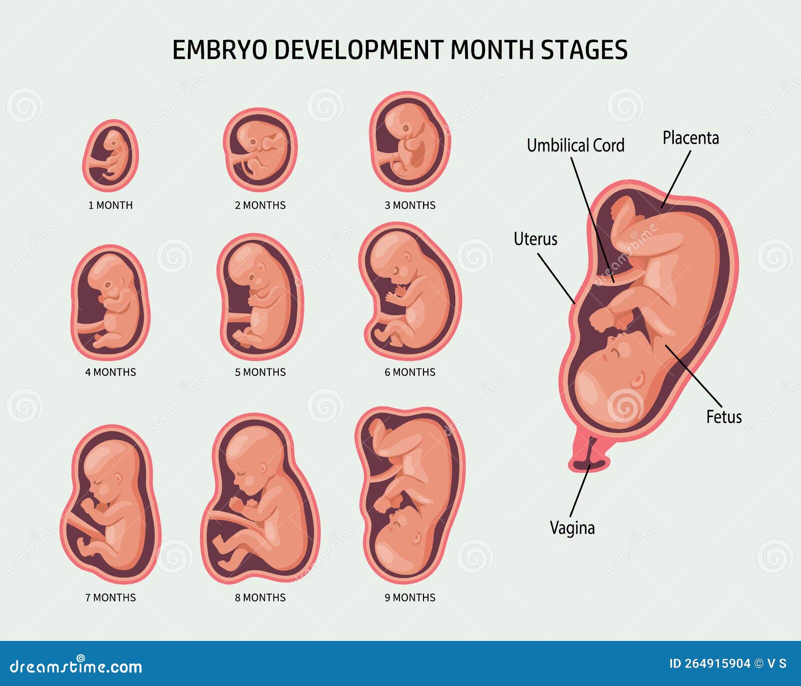Embryo In The Womb Set Development And Growth Of The Fetus At