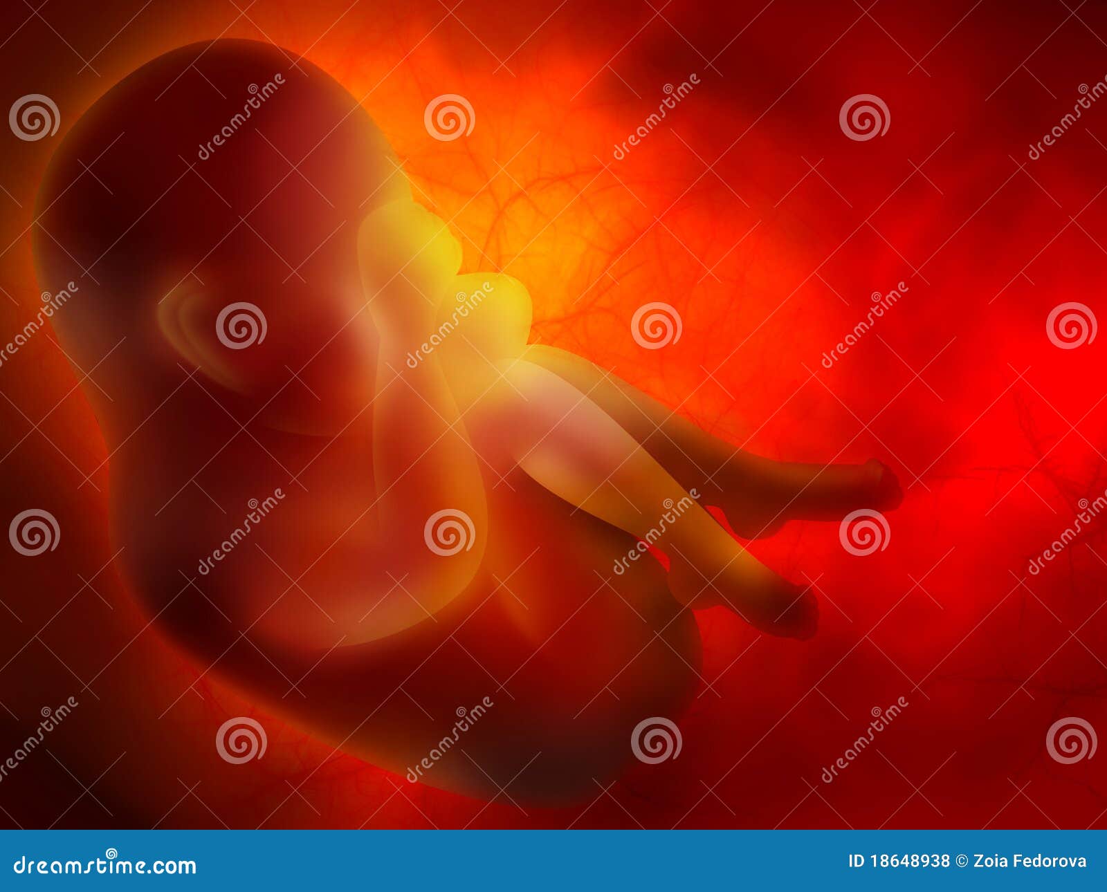 Embryon illustration stock. Illustration du embryon, gens - 18648938