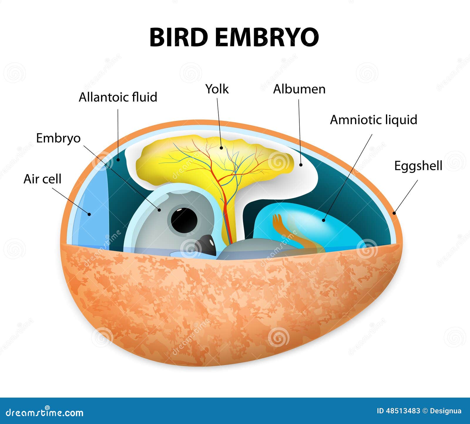 Embryon d'oiseau illustration de vecteur. Illustration du anatomie ...
