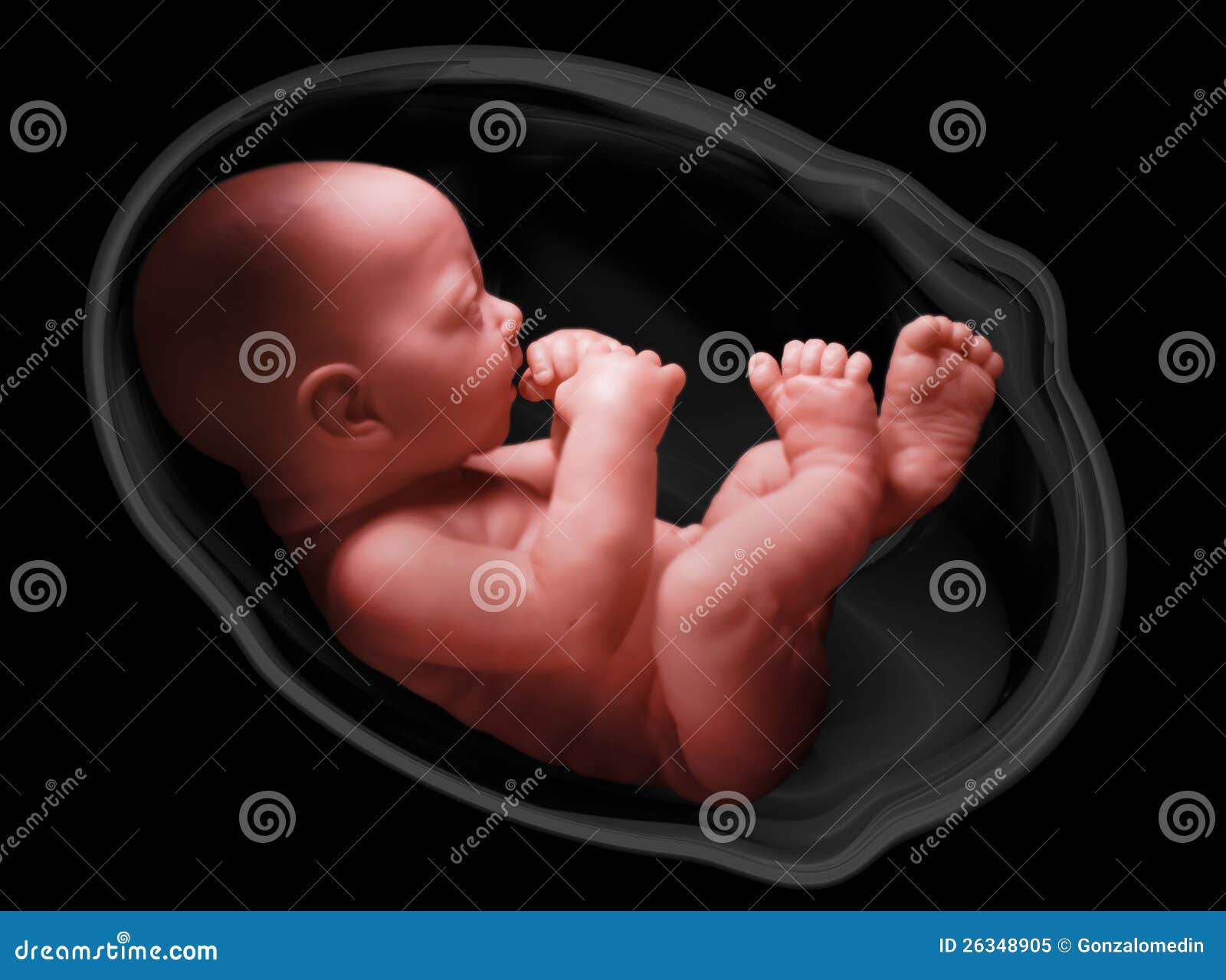 Embryon humain image stock. Image du suspension, placenta - 26348905
