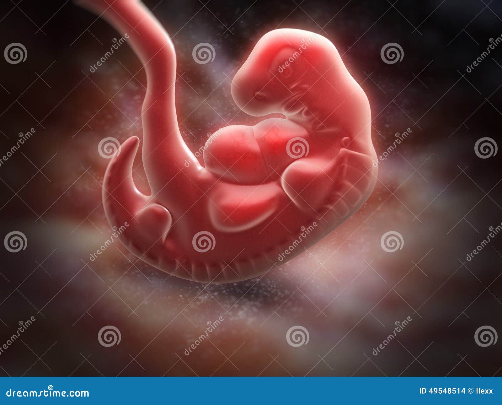 Embryon humain illustration stock. Illustration du utérus - 49548514