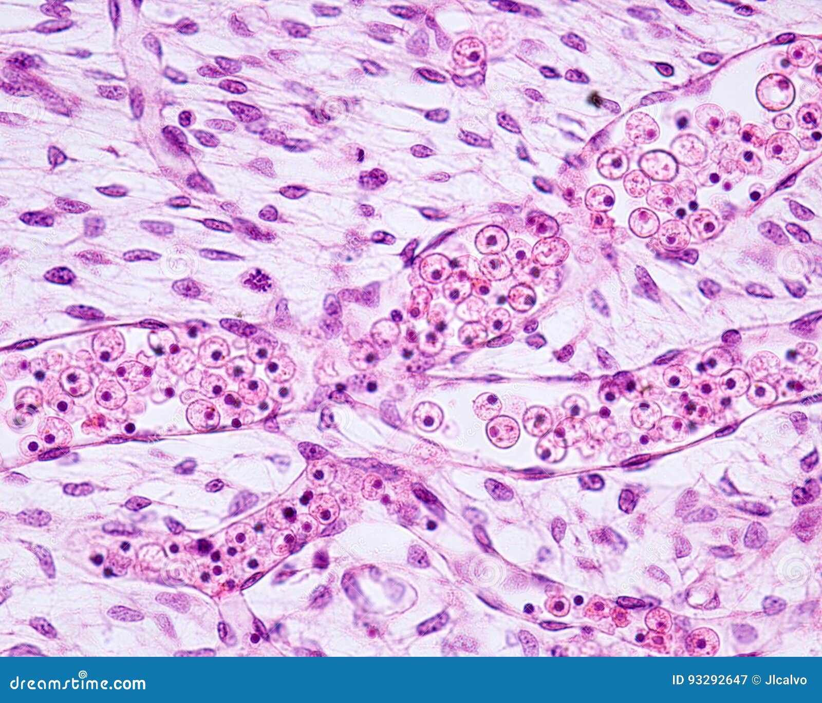 Embryonaal bloedvat stock afbeelding. Image of schip - 93292647