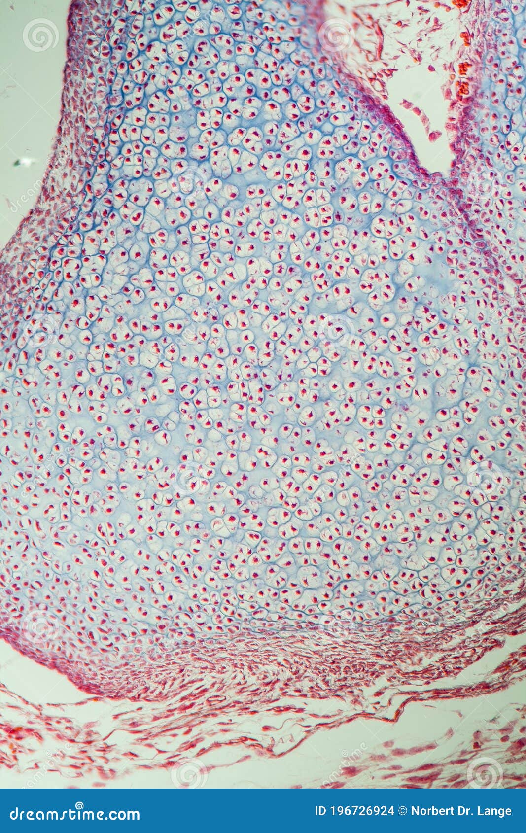 Embryonic cartilage stock photo. Image of embyo, science - 196726924