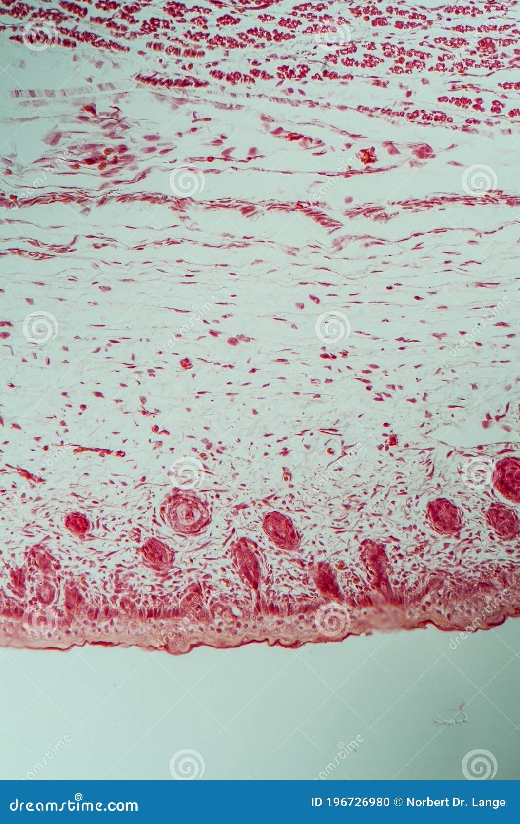 Embryonic cartilage stock photo. Image of tissue, glass - 196726980