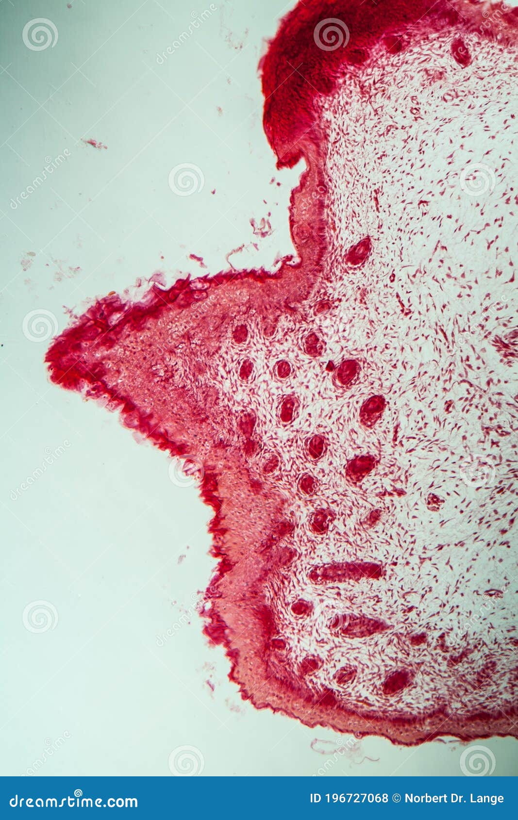 Embryonic cartilage stock photo. Image of embyo, magnification - 196727068