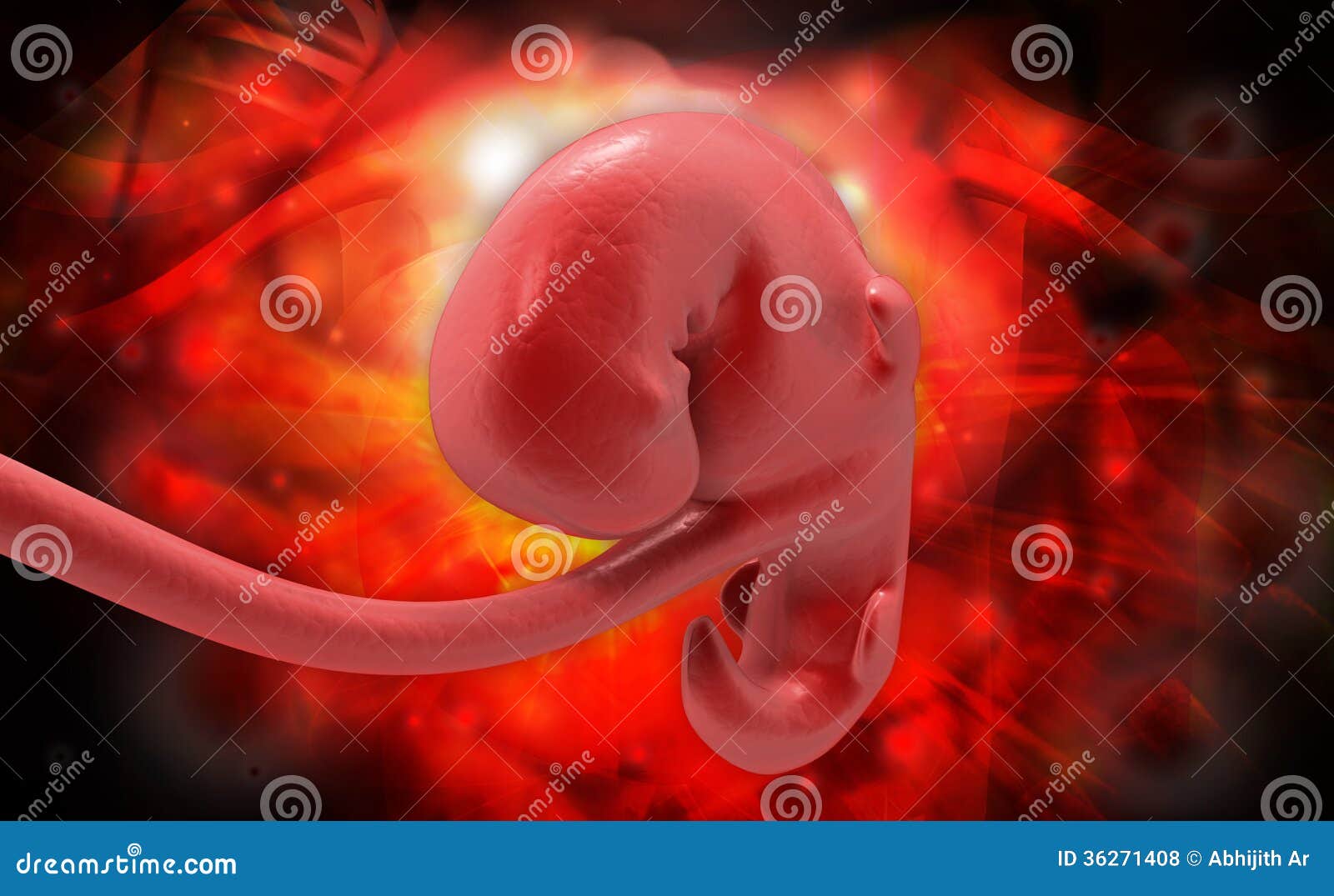 Embryonic development stock illustration. Illustration of medical ...