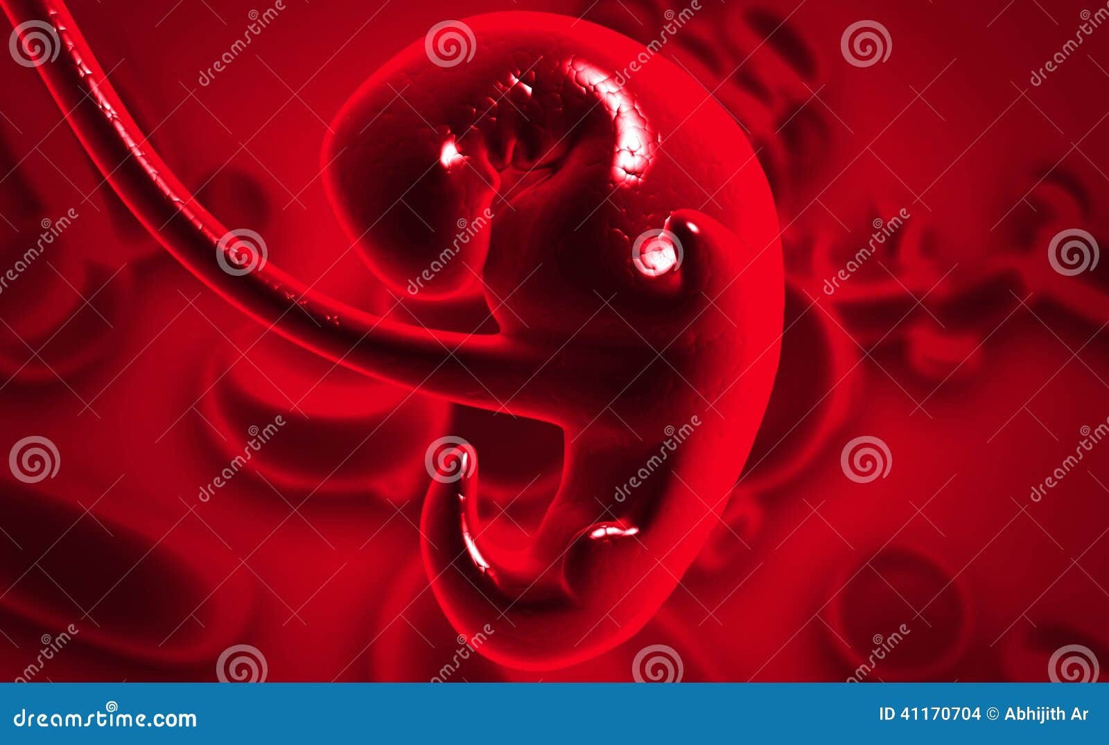 Embryonic development stock illustration. Illustration of hospital ...
