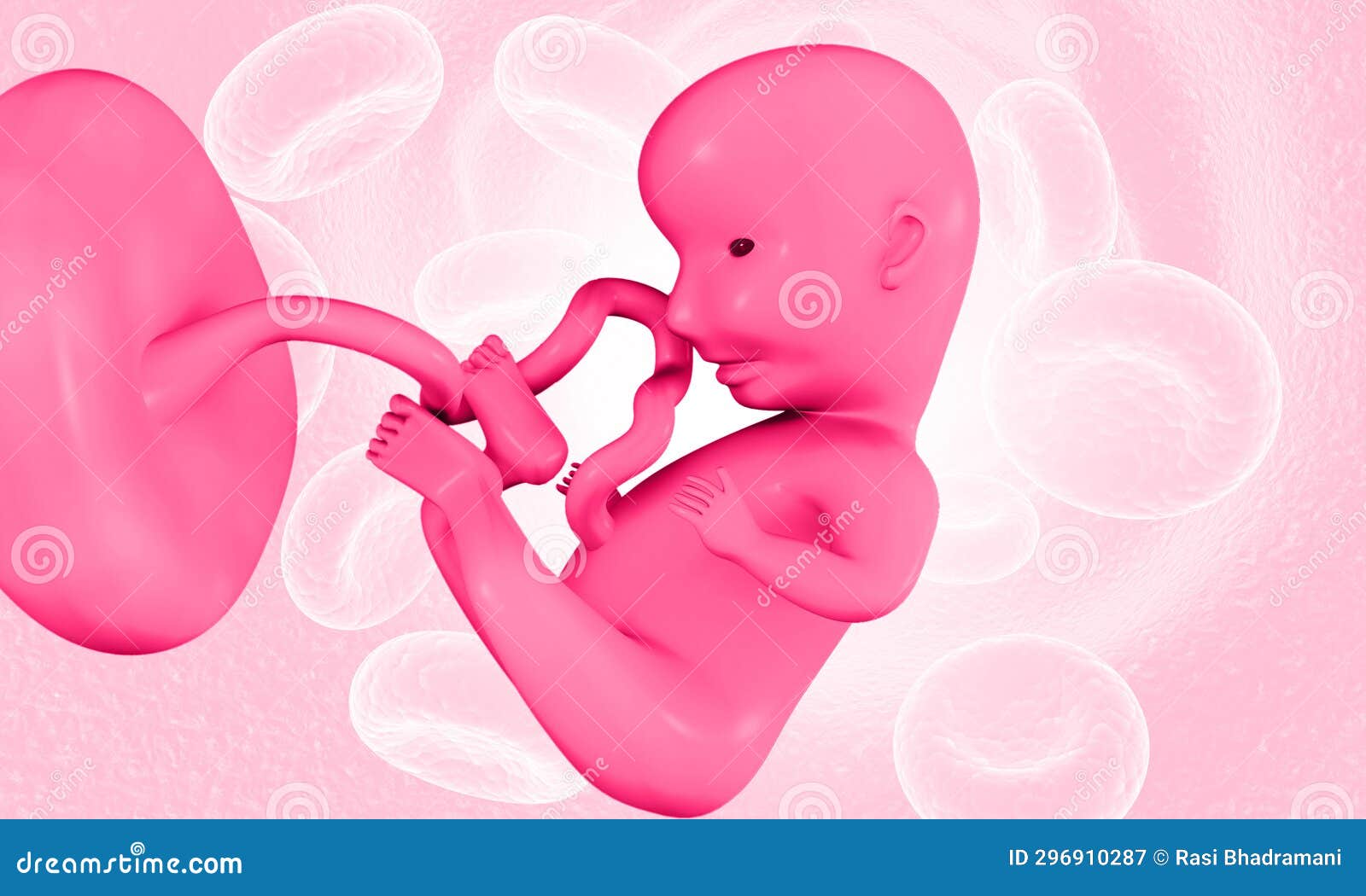 Embryonic Development. Fetus Stock Illustration - Illustration of ...