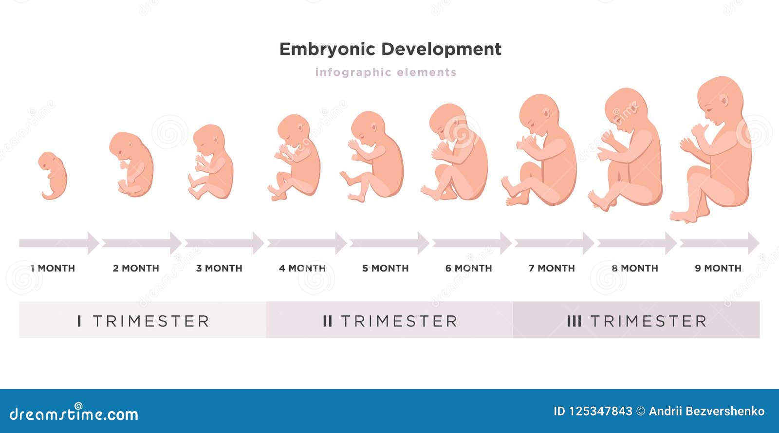 Embryonic Development Month By Month Cycle From 1 To 9 Month To Birth
