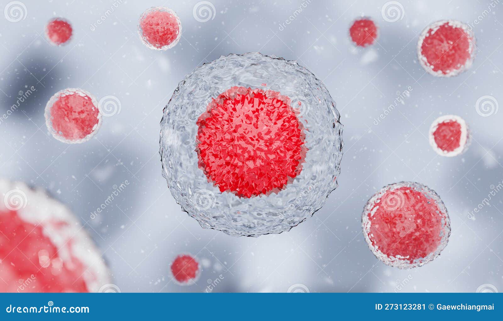 An Embryonic Stem Cell Cut Opened, Revealing Nucleus, Nucleolus in a ...