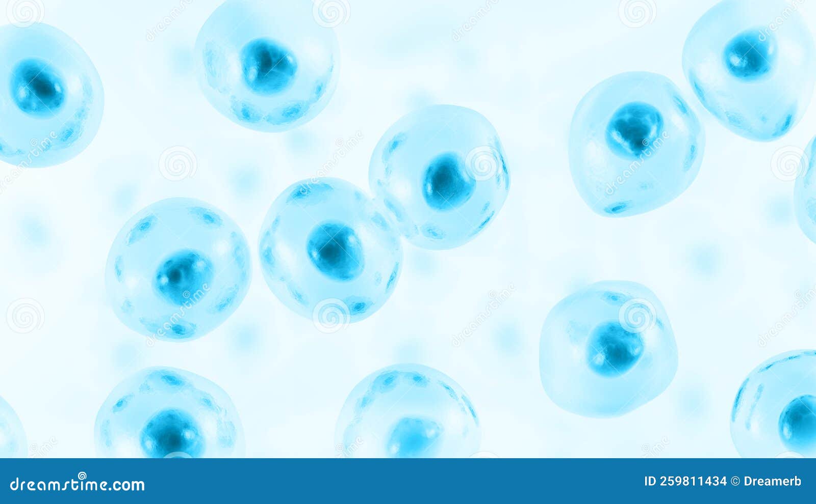Embryonic Stem Cell. Human Cell Stock Illustration - Illustration of ... Embryonic Stem Cell. Human Cell Stock Illustration - Illustration of ...