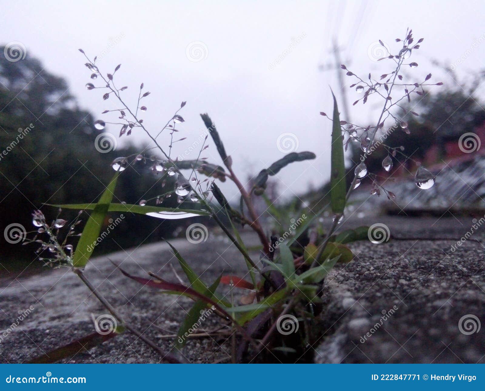 Embun Afternoon White Fresh Cool Stock Image - Image of embun, white ...