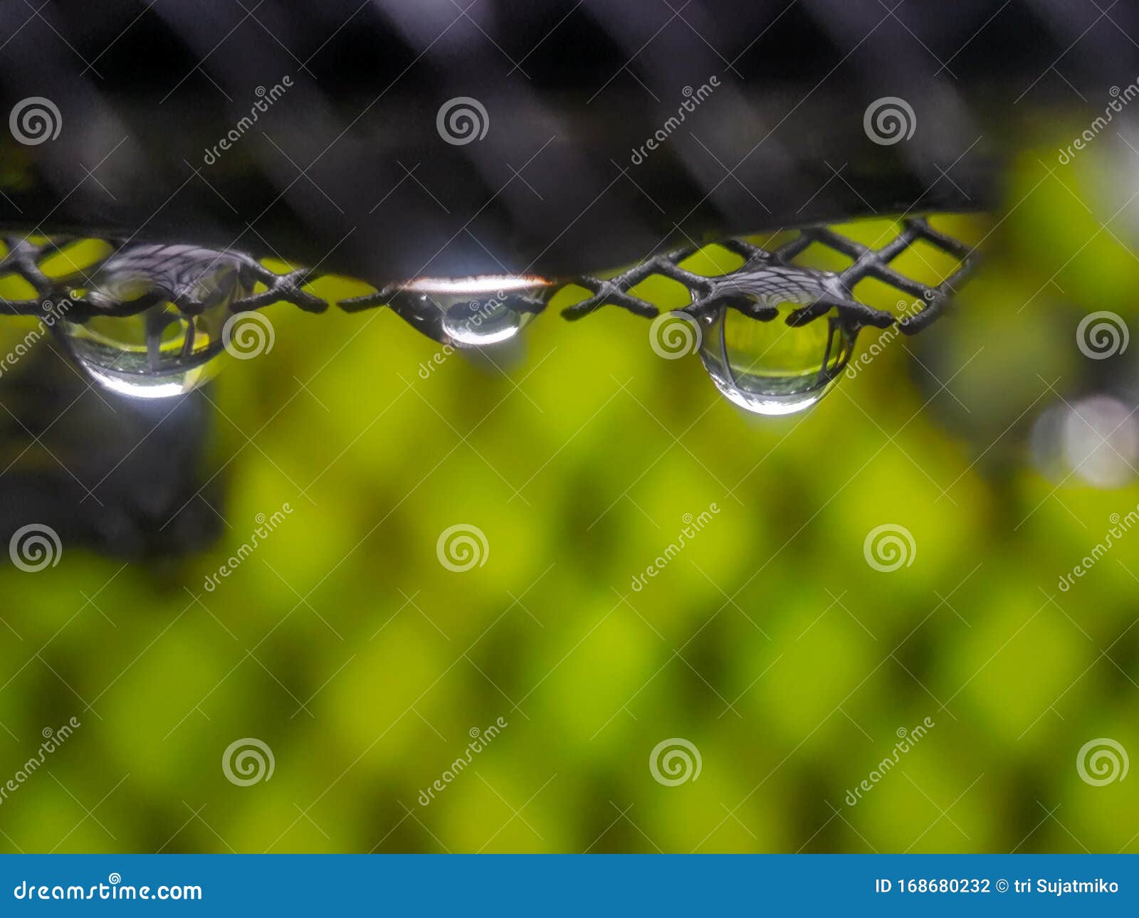 Embun Pagi Stock Photos - Free & Royalty-Free Stock Photos from Dreamstime