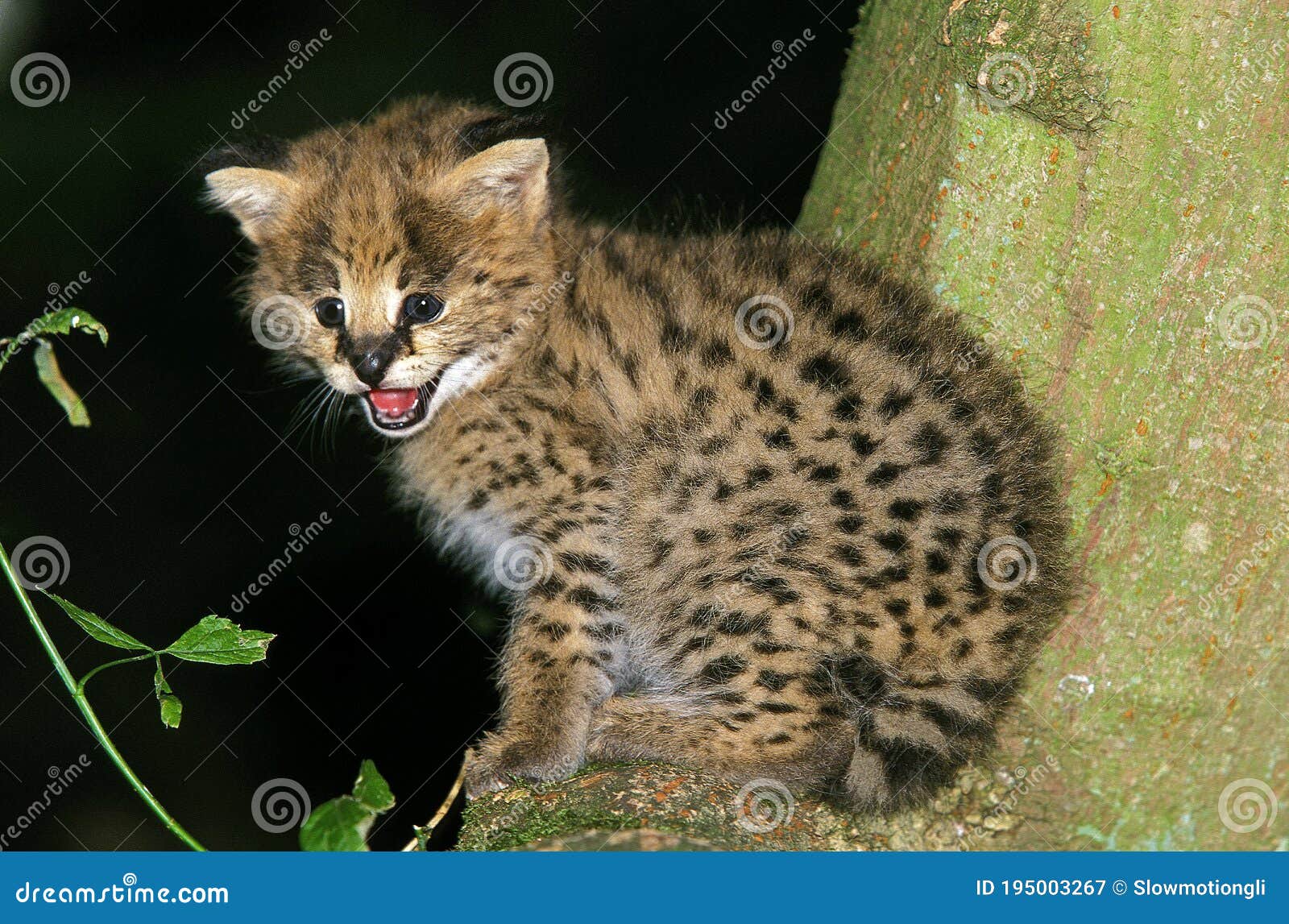 Embutido Serval Leptailurus Serval Cub Imagen de archivo - Imagen de ...