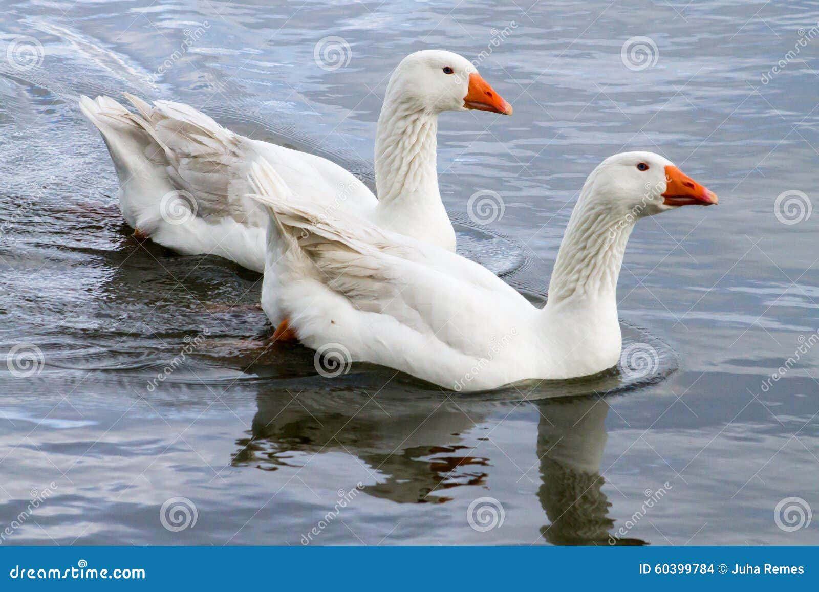 Emden Goose Couple stock photo. Image of embden, beautiful - 60399784