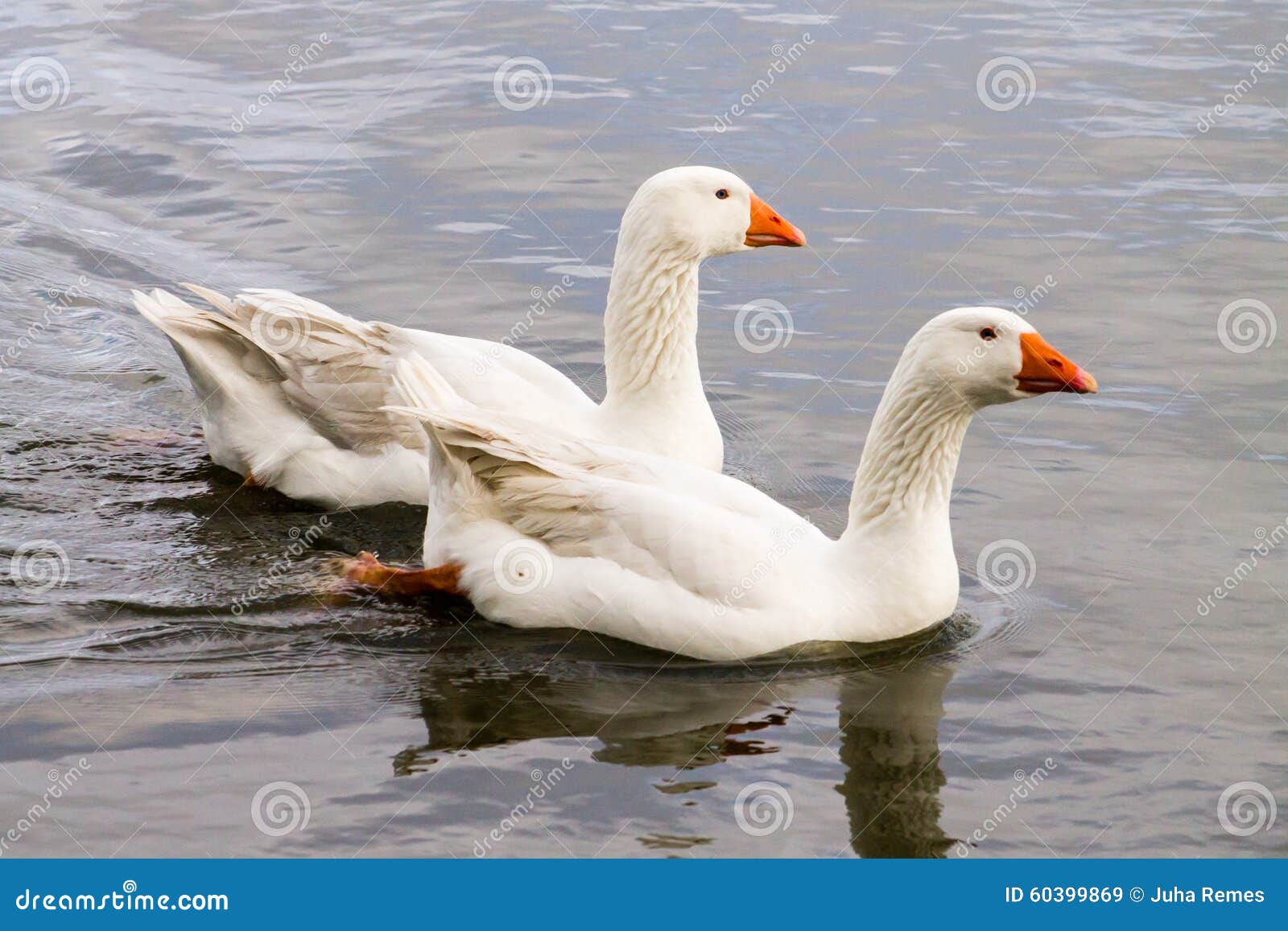 Emden Goose Couple stock image. Image of bird, animal - 60399869
