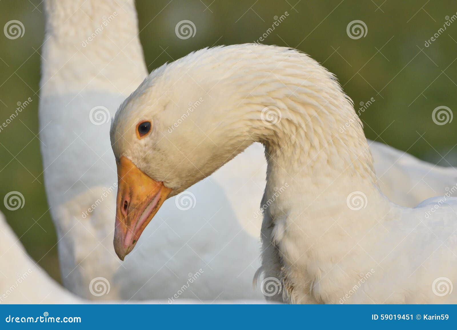 Emden goose stock image. Image of bird, grass, macro - 59019451