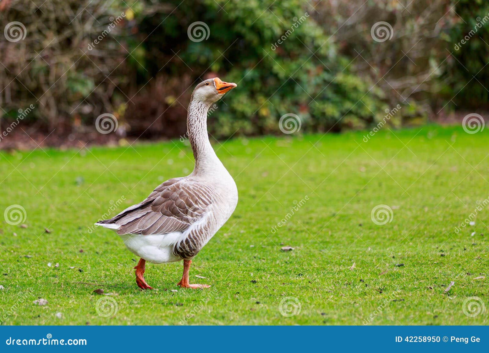 Close Up Embden Goose Stock Photography | CartoonDealer.com #39719180