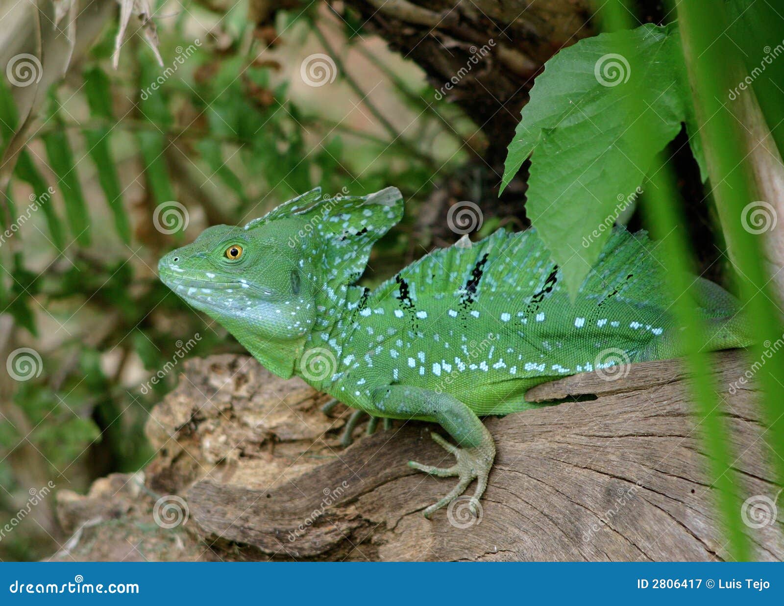 Emerald basilisk stock image. Image of basiliscus, wildlife - 2806417