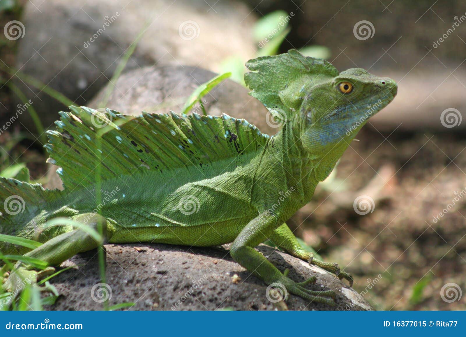 Emerald Basilisks Iguana stock image. Image of basilisk - 16377015