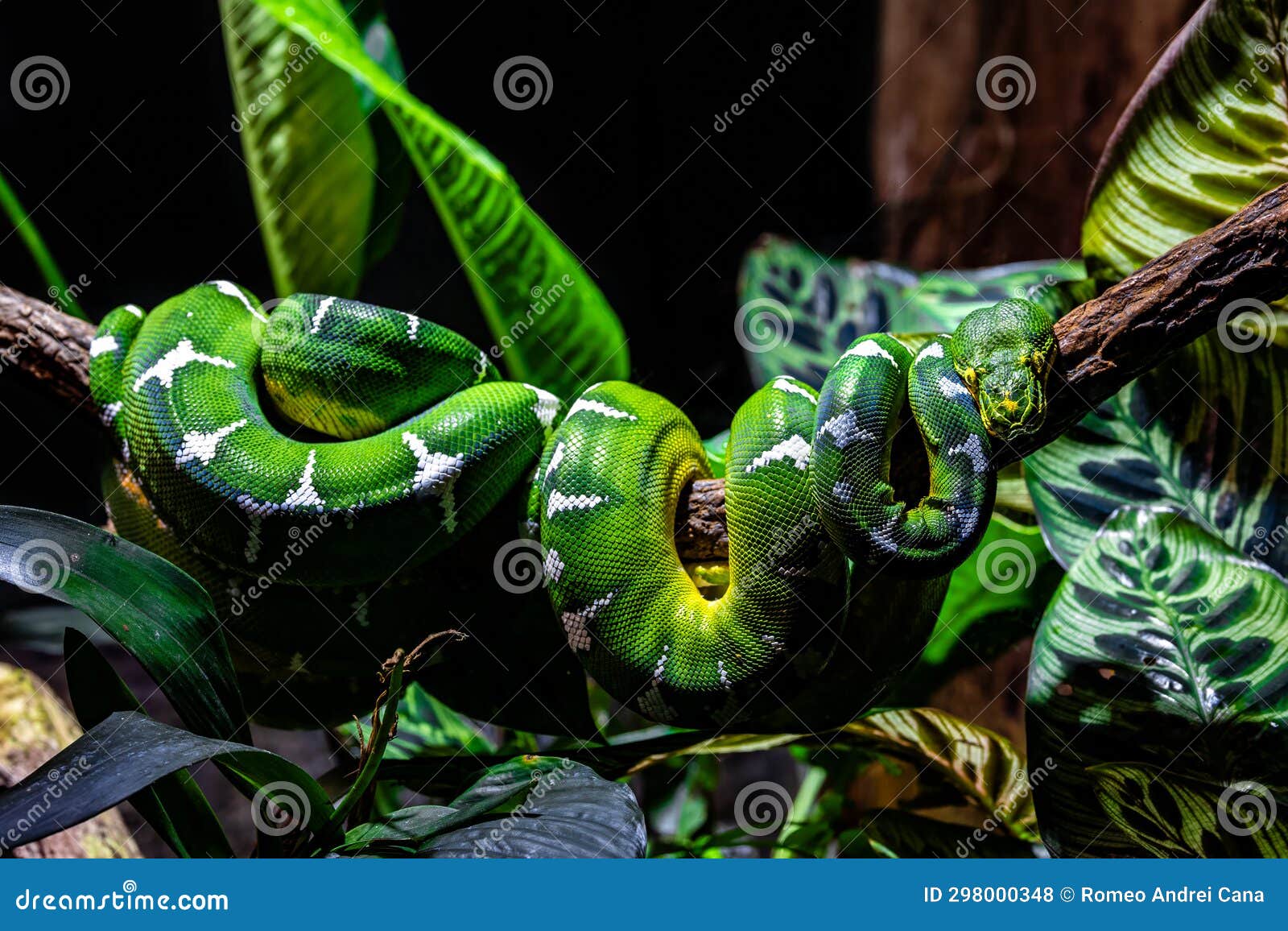 Emerald Beauty stock photo. Image of snake, leaf, perch - 298000348