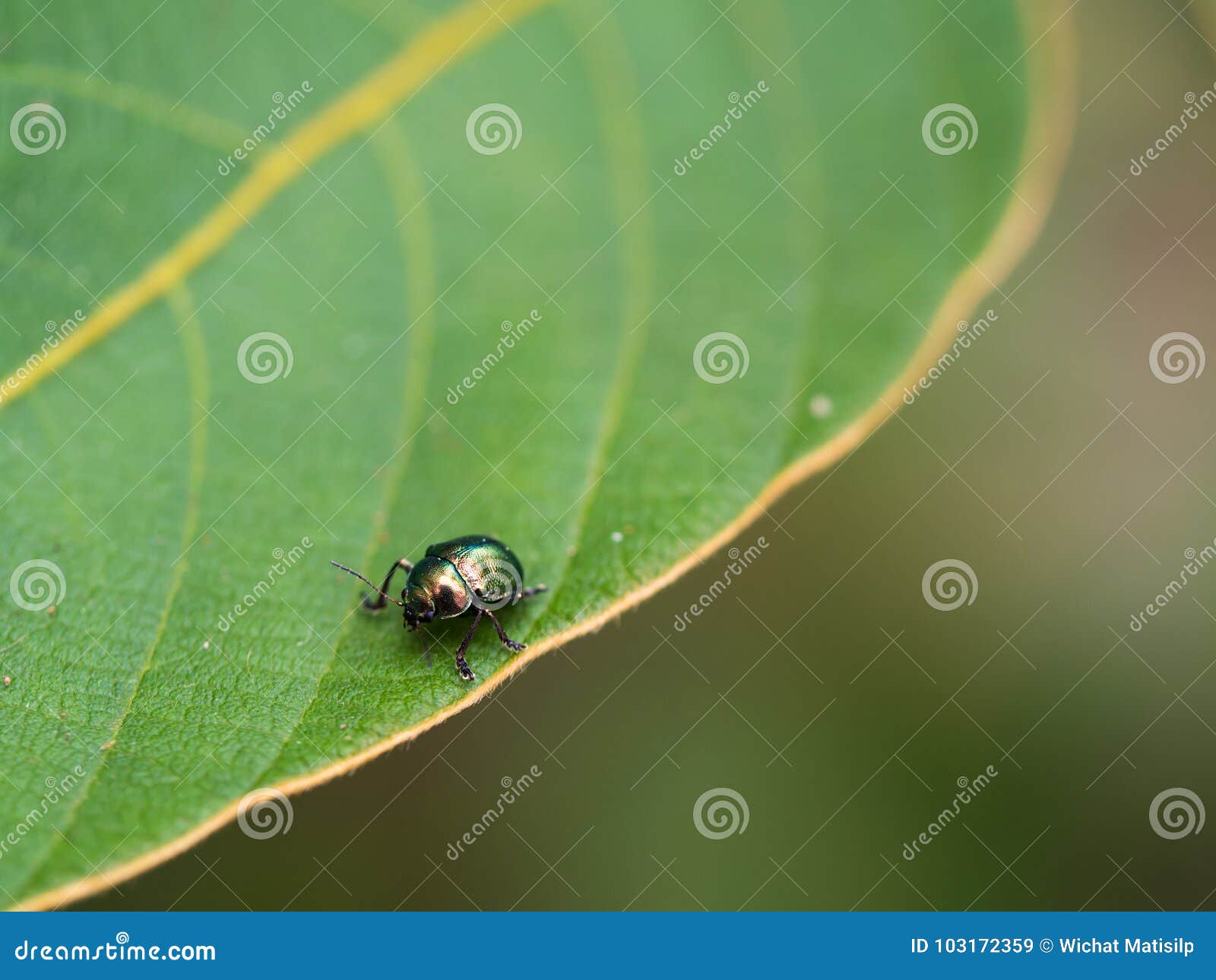 Emerald Beetle on the Leaf stock image. Image of dynastinae - 103172359