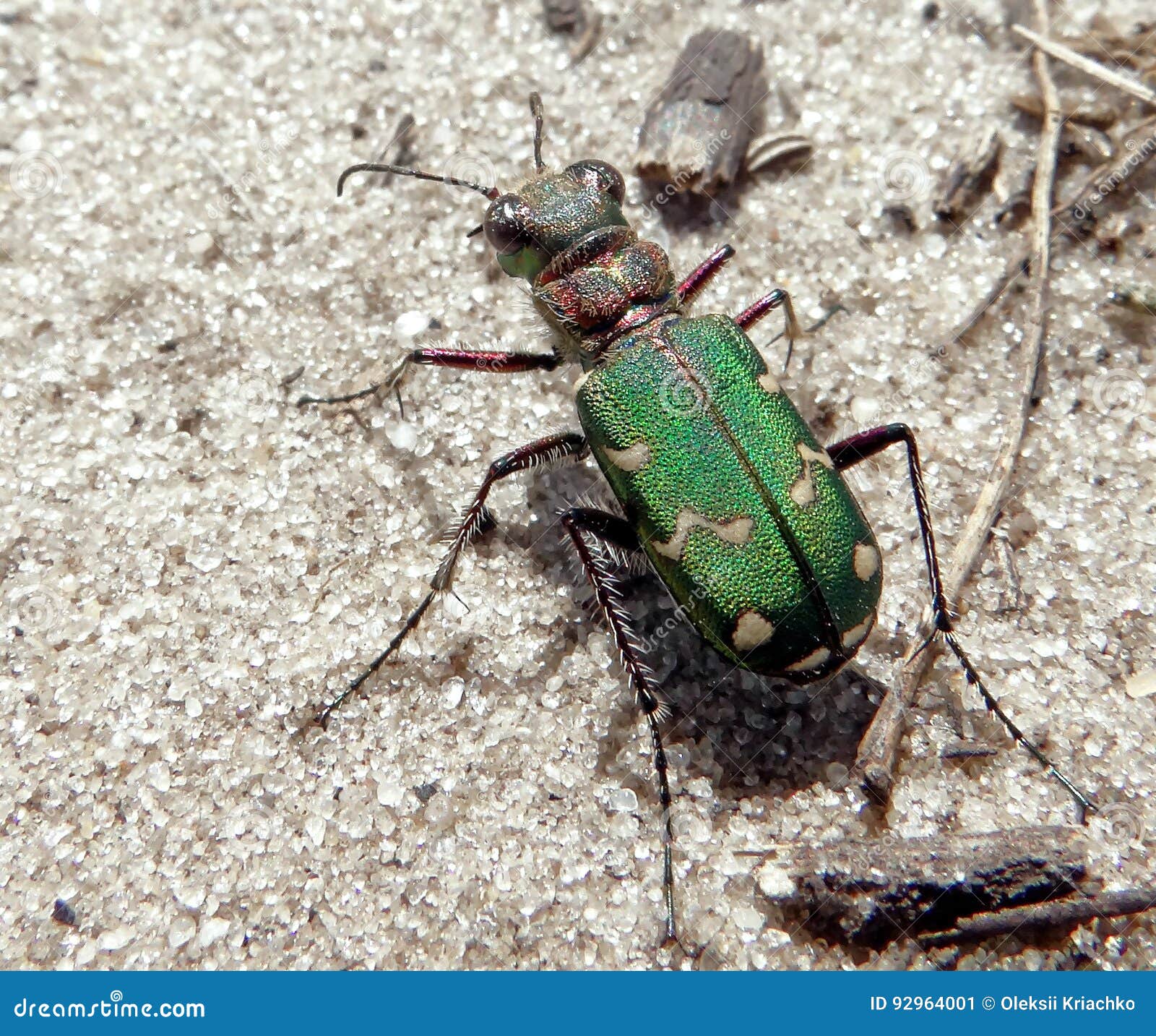 Emerald beetle stock image. Image of fast, summer, nature - 92964001