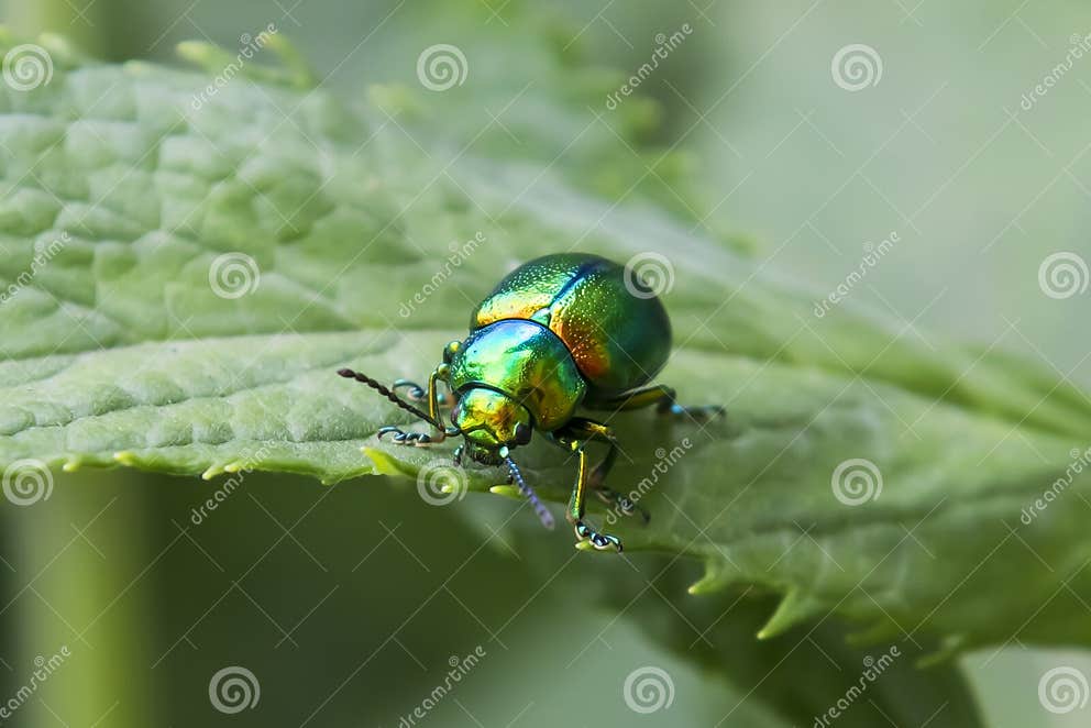 Emerald beetle stock image. Image of organic, curiosity - 31977015