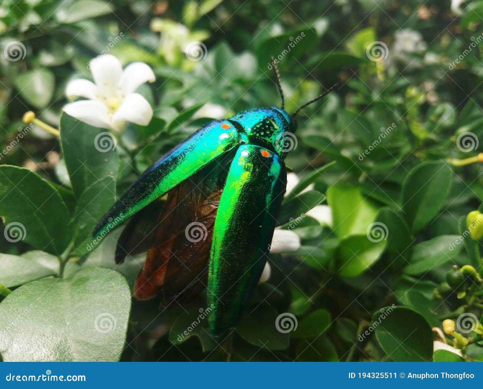 Emerald Beetle Perched on My Tree, Its Spreading Wings Stock Image ...