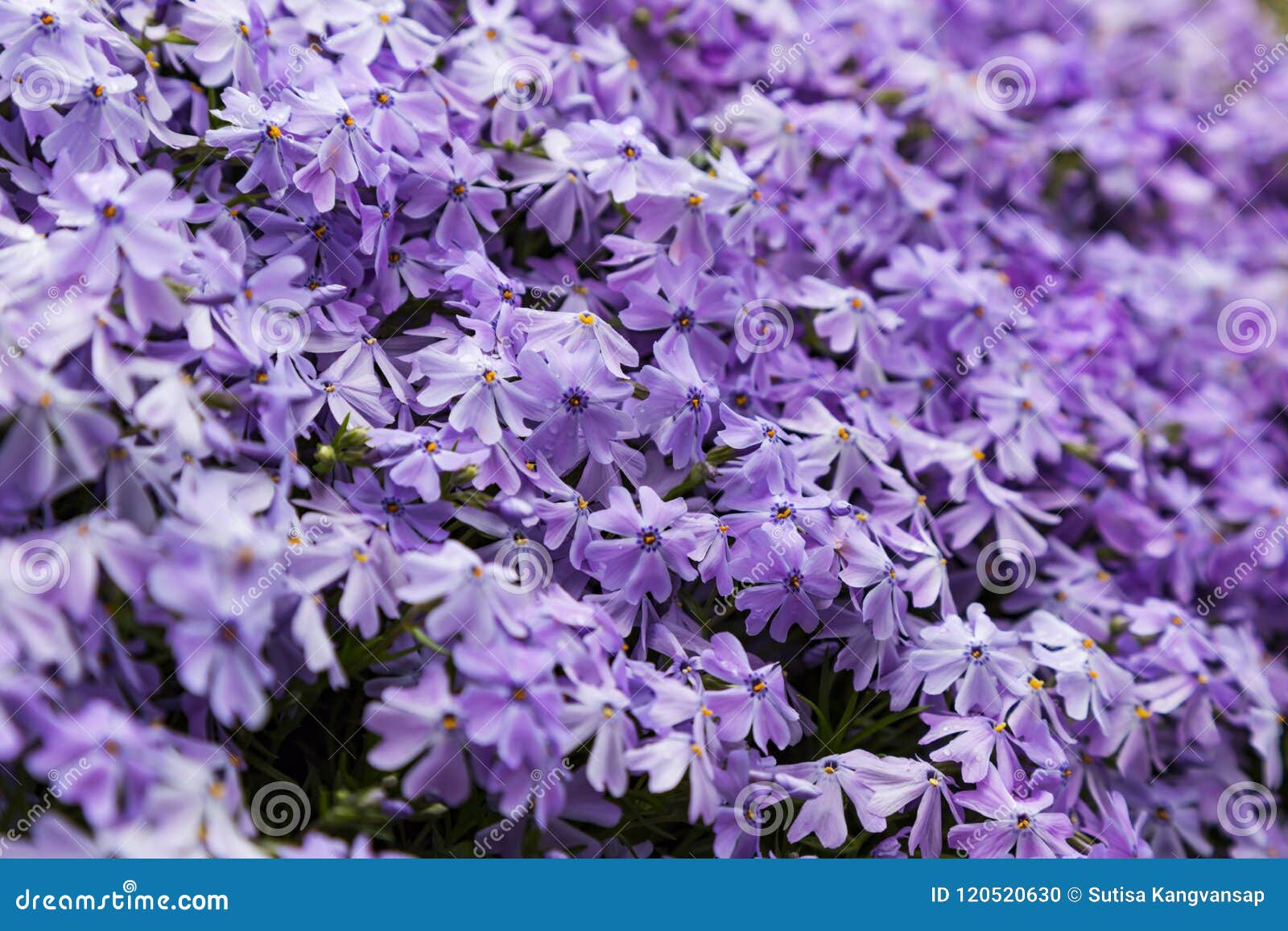 Emerald Blue Moss Phlox Flower are Blooming Stock Photo - Image of moss ...