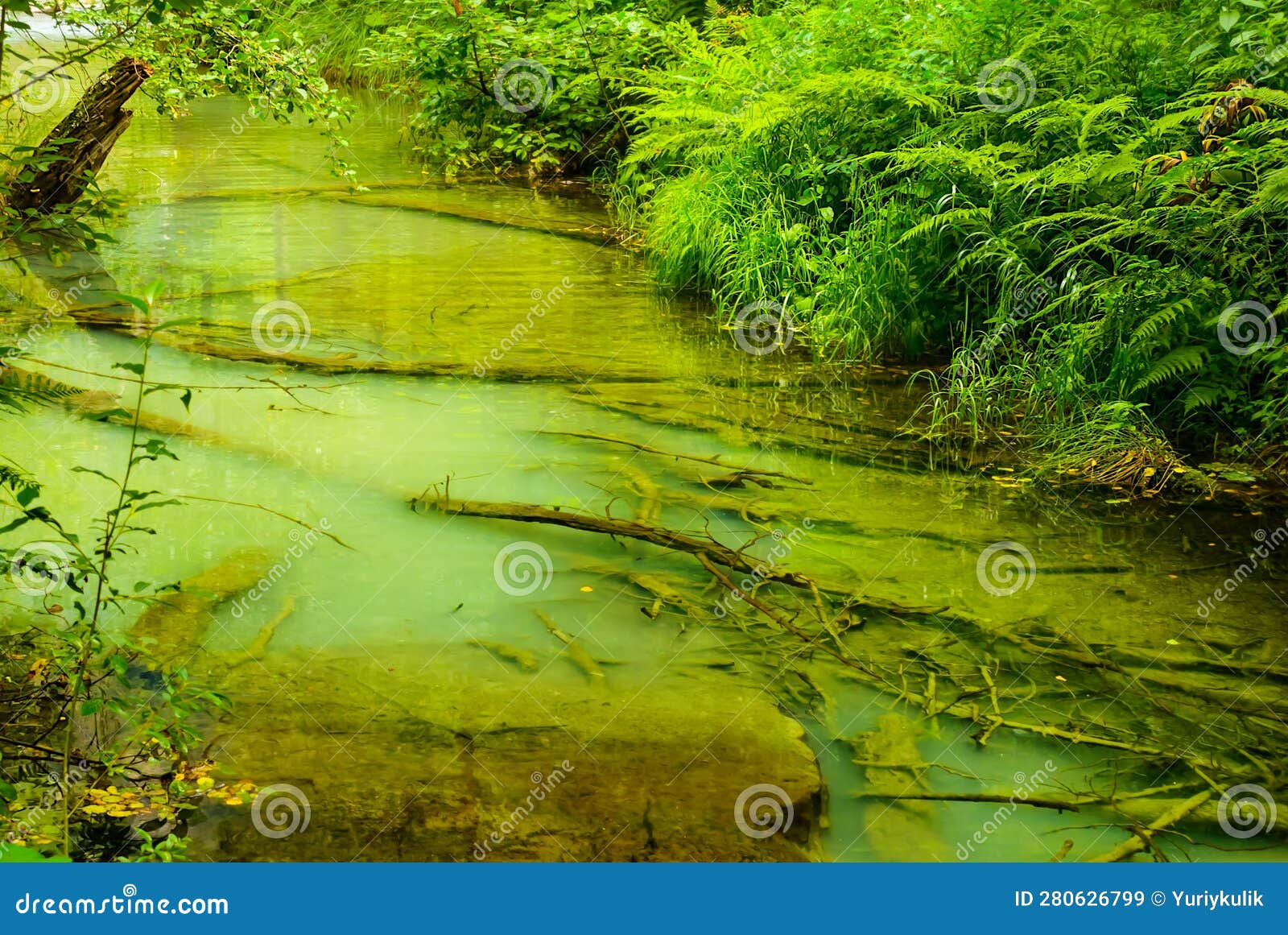 Emerald Calm River in the Forest Stock Image - Image of coast, outdoor ...