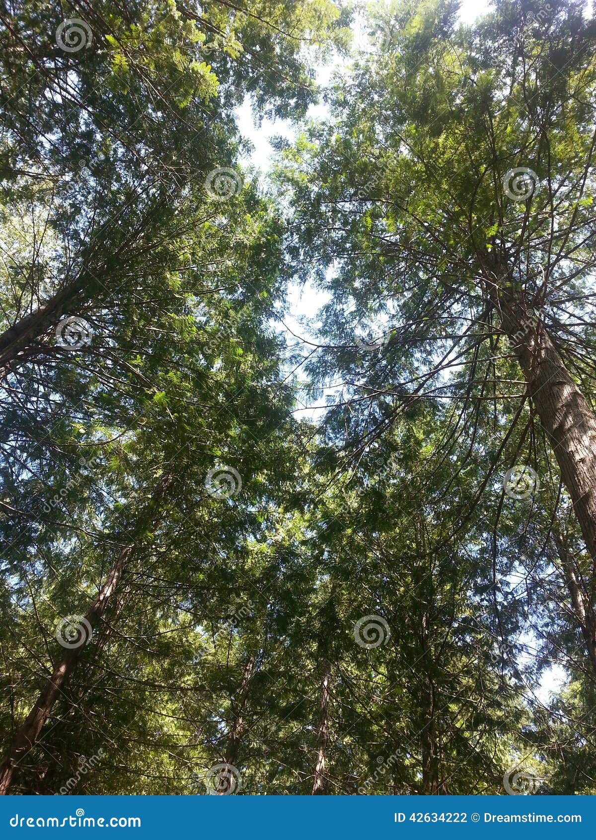 Emerald Ceiling stock photo. Image of emerald, ceiling - 42634222