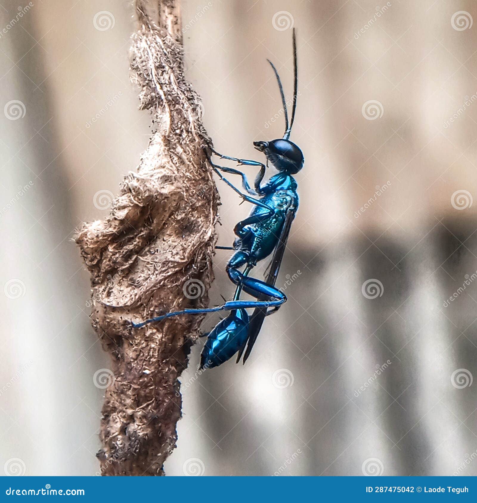 Emerald Cockroach Wasp stock photo. Image of moth, jewellery - 287475042