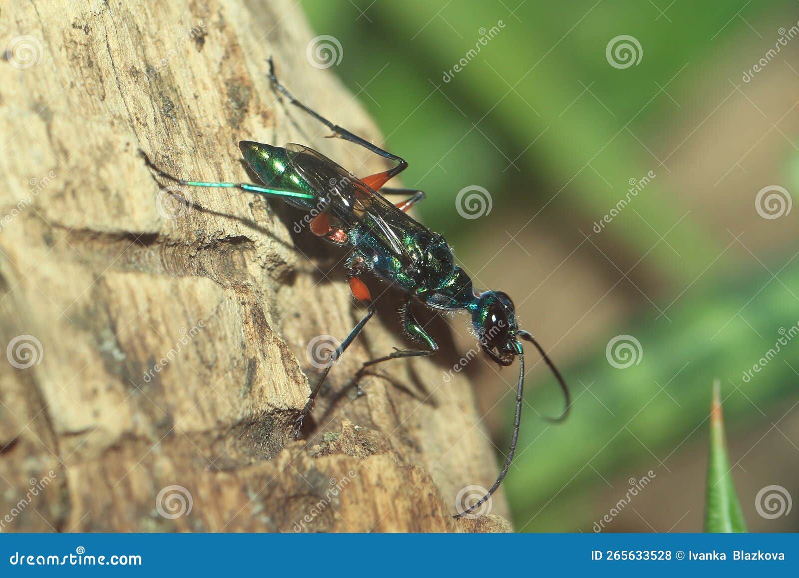 Emerald cockroach wasp stock photo. Image of nature - 265633528