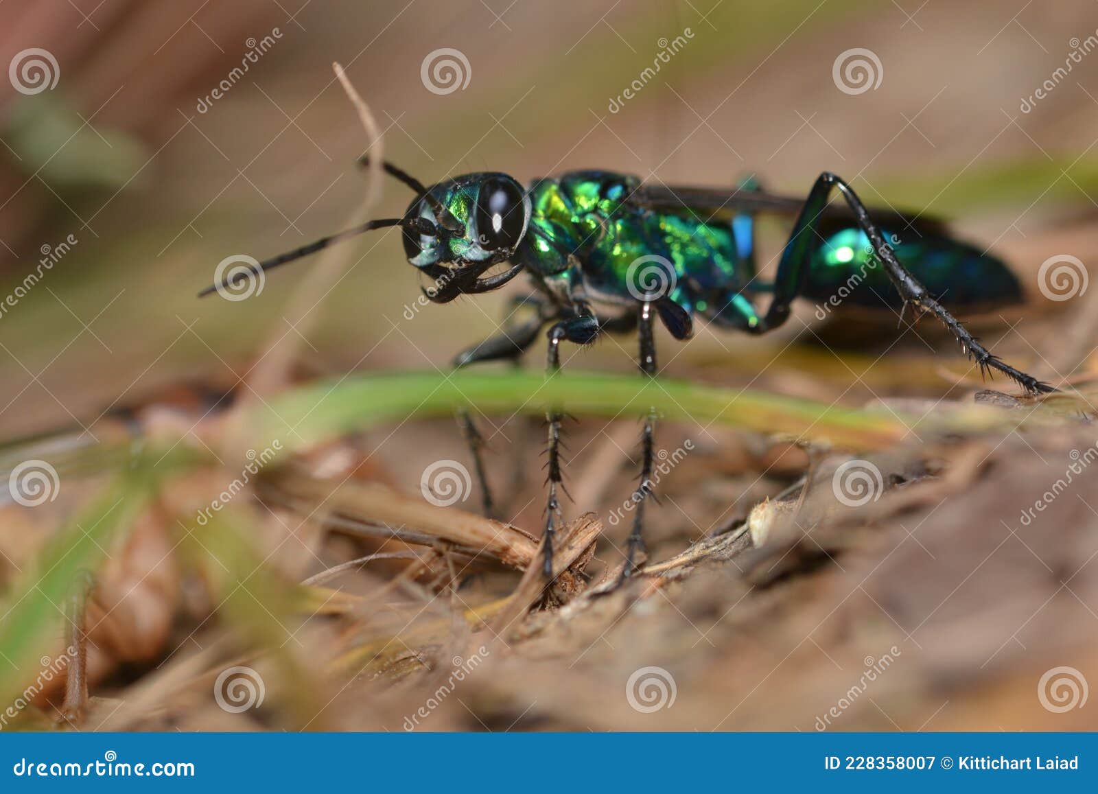 Emerald cockroach wasp stock image. Image of beauty - 228358007