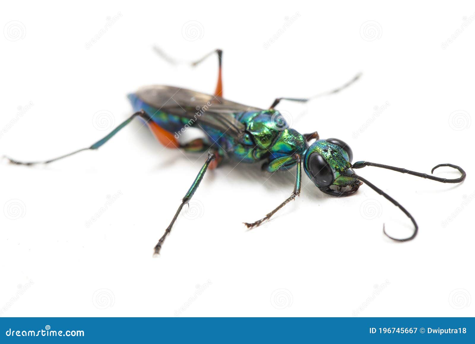 Emerald Cockroach Wasp Isolated on White Stock Image - Image of leaf ...