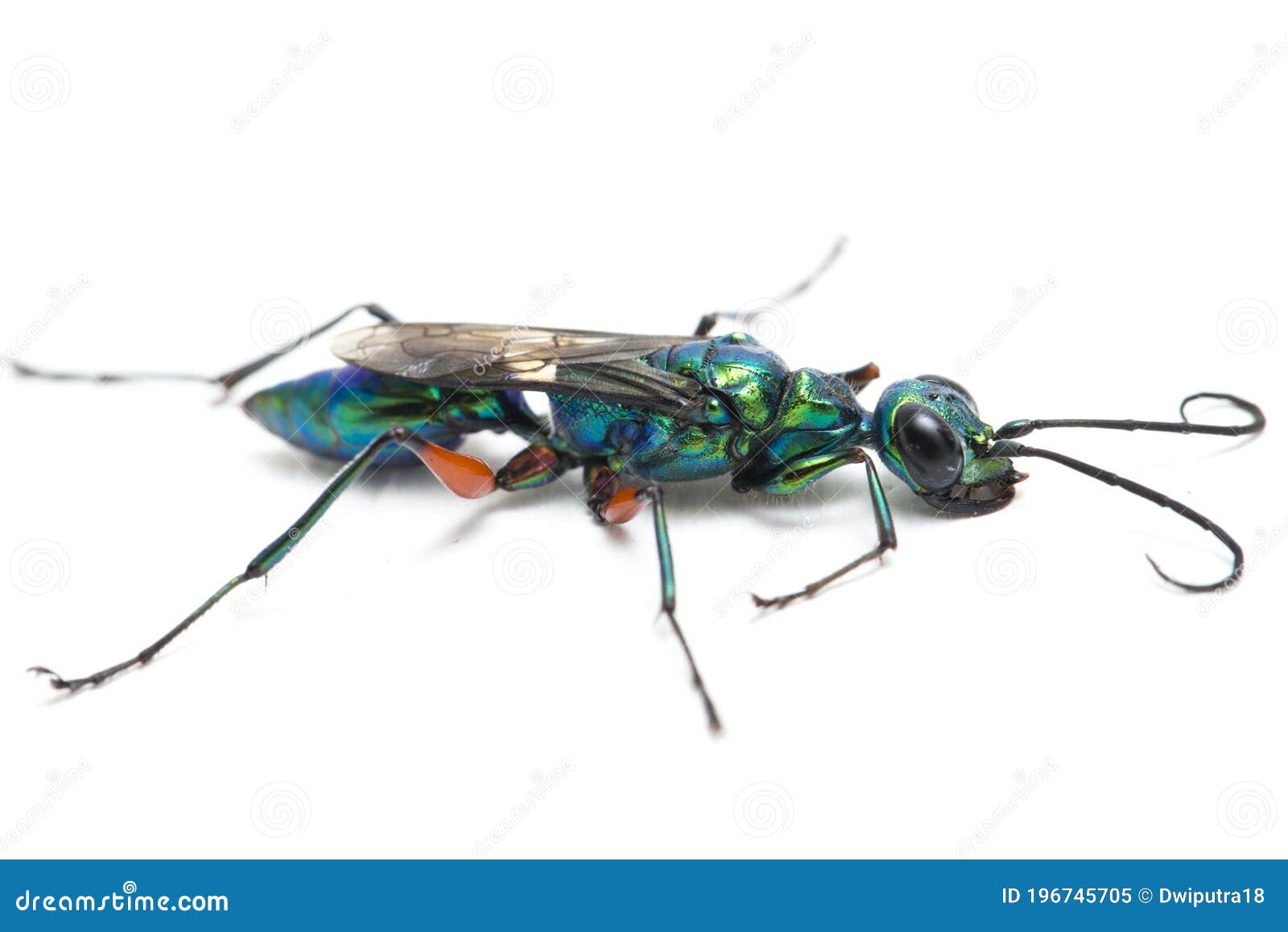 Emerald Cockroach Wasp. Comparison The Size, Tiny Jewel Wasp On The ...