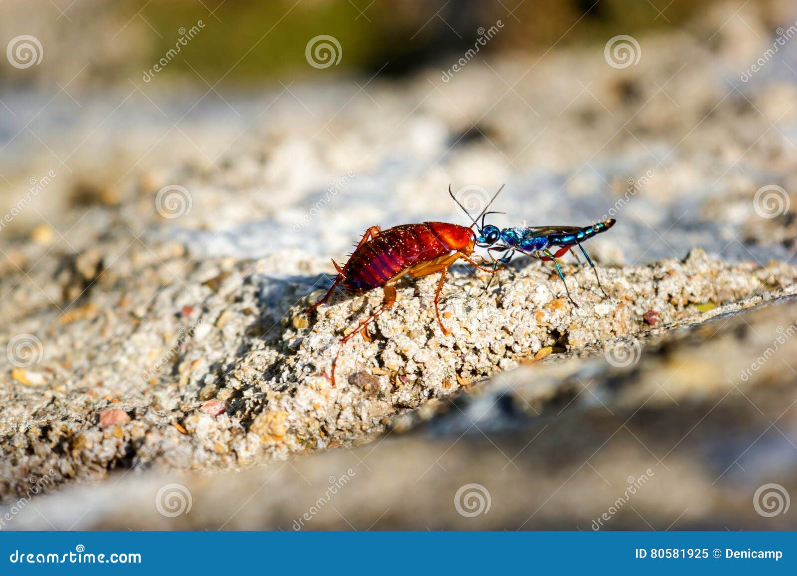 Emerald cockroach wasp stock image. Image of striped - 80581925