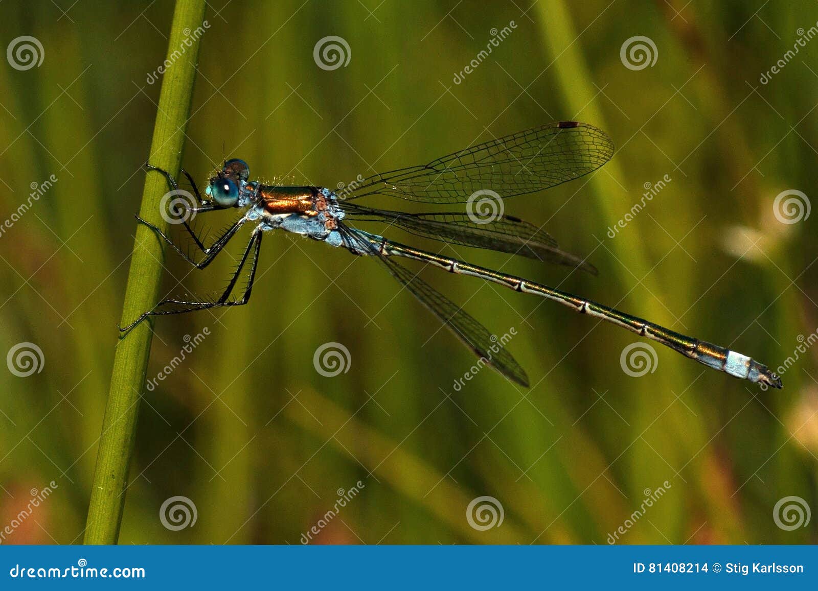 Emerald Damselfly, Lestes Sponsa Stock Photo - Image of outdoors, close ...