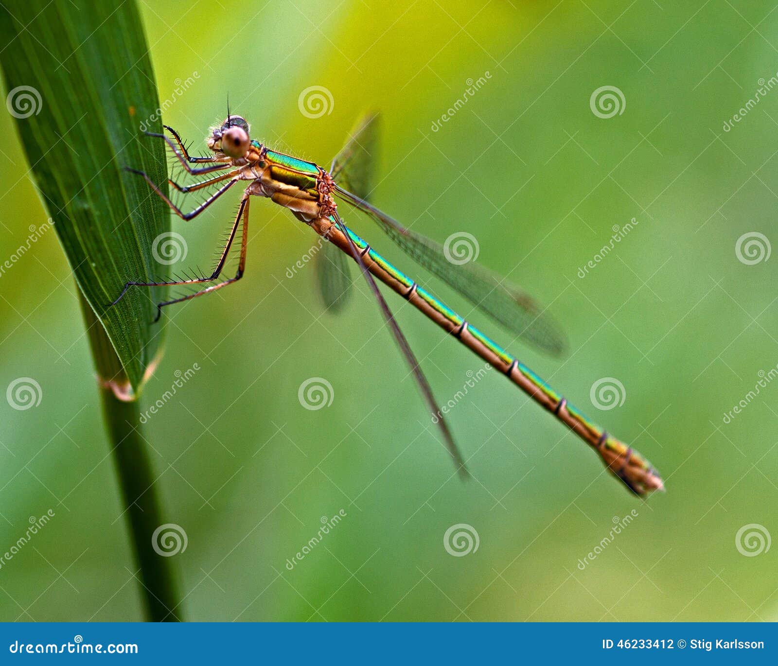 Emerald Damselfly, Lestes Sponsa. Stock Photo - Image of virgo, lily ...