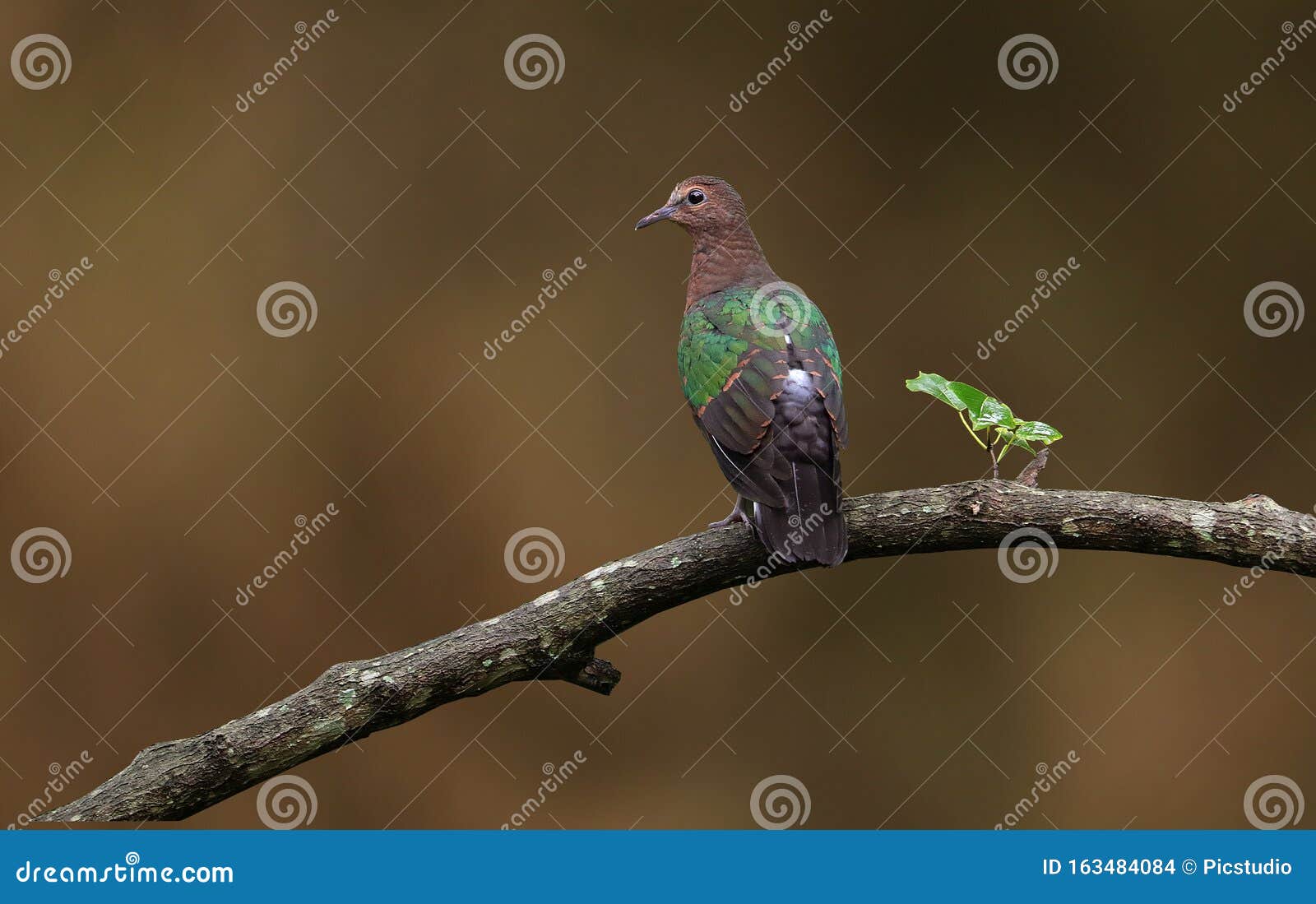 Emerald Dove Bird Royalty-Free Stock Photo | CartoonDealer.com #29893029