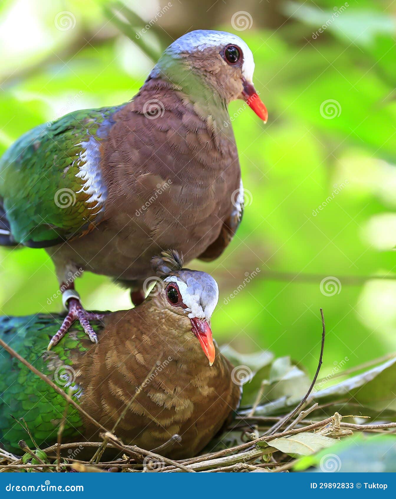 Emerald Dove bird stock image. Image of ecology, flying - 29892833