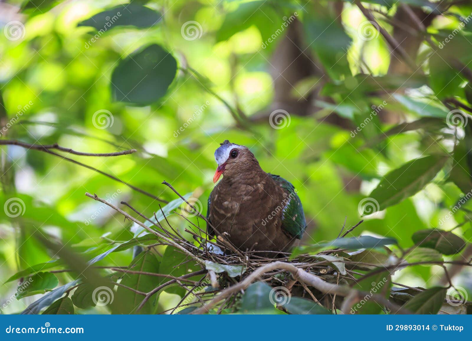 Emerald Dove bird stock photo. Image of color, dove, feather - 29893014